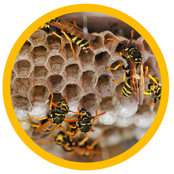 35 Safety Tips to Keep Your Employees Safe from Insects - Arbill