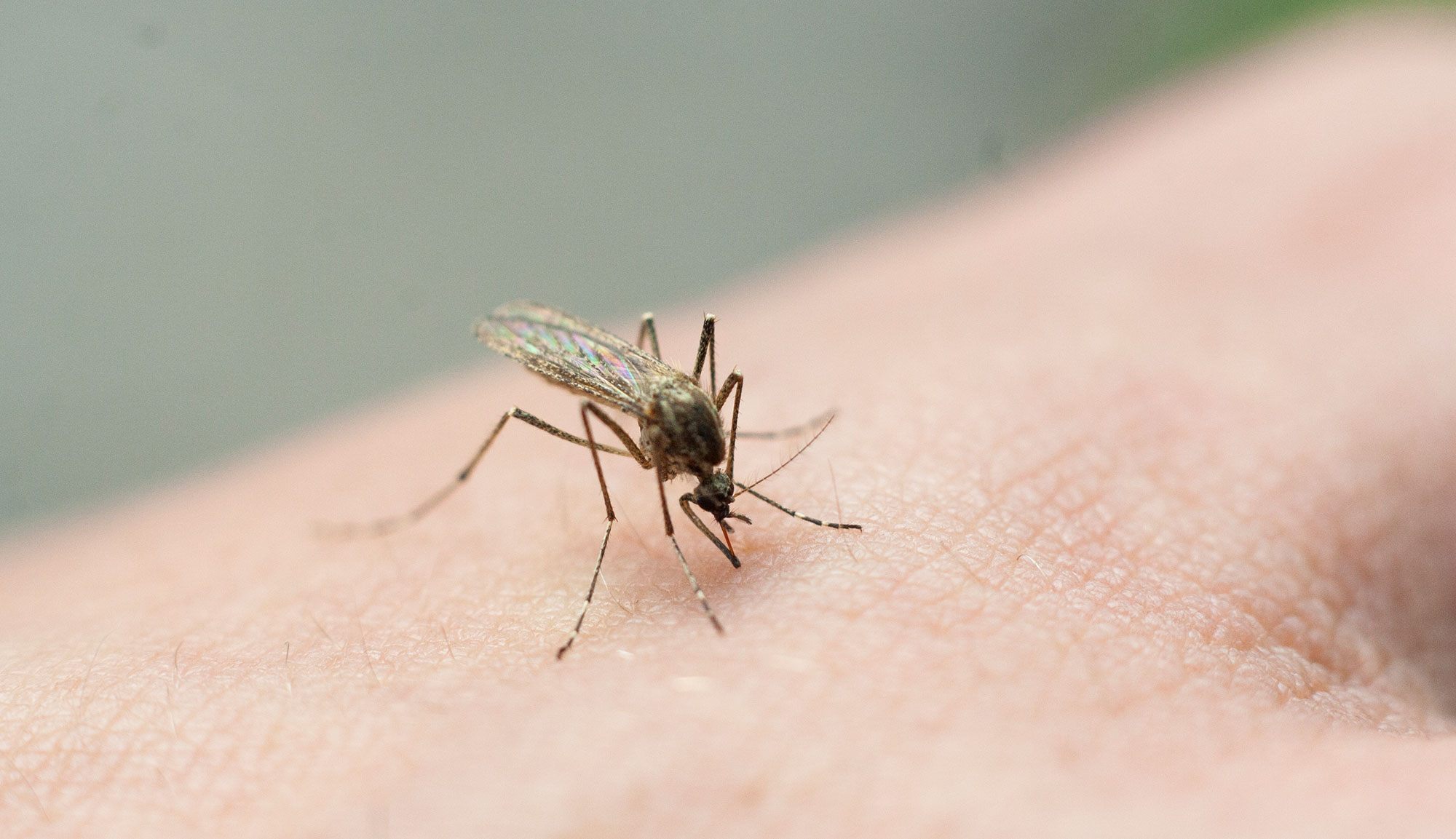 35 Safety Tips to Keep Your Employees Safe from Insects - Arbill