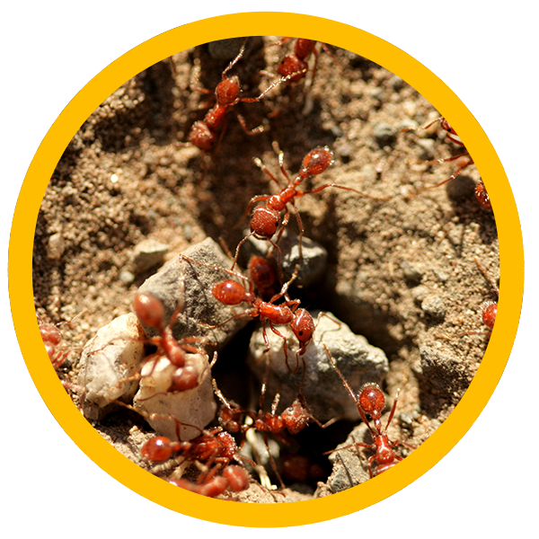 35 Safety Tips to Keep Your Employees Safe from Insects - Arbill